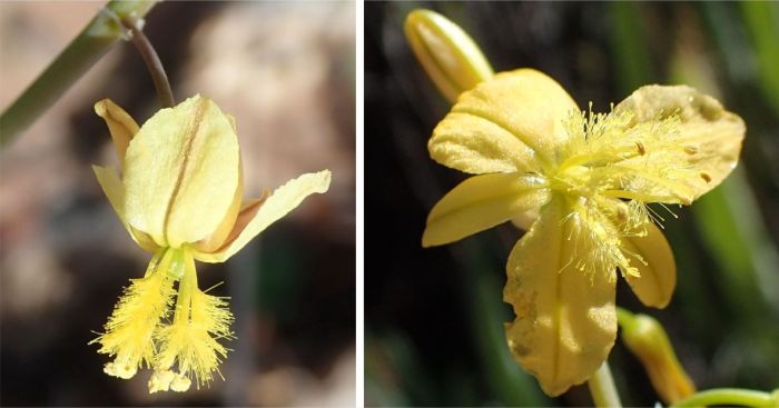 Bulbine succulenta | PlantZAfrica